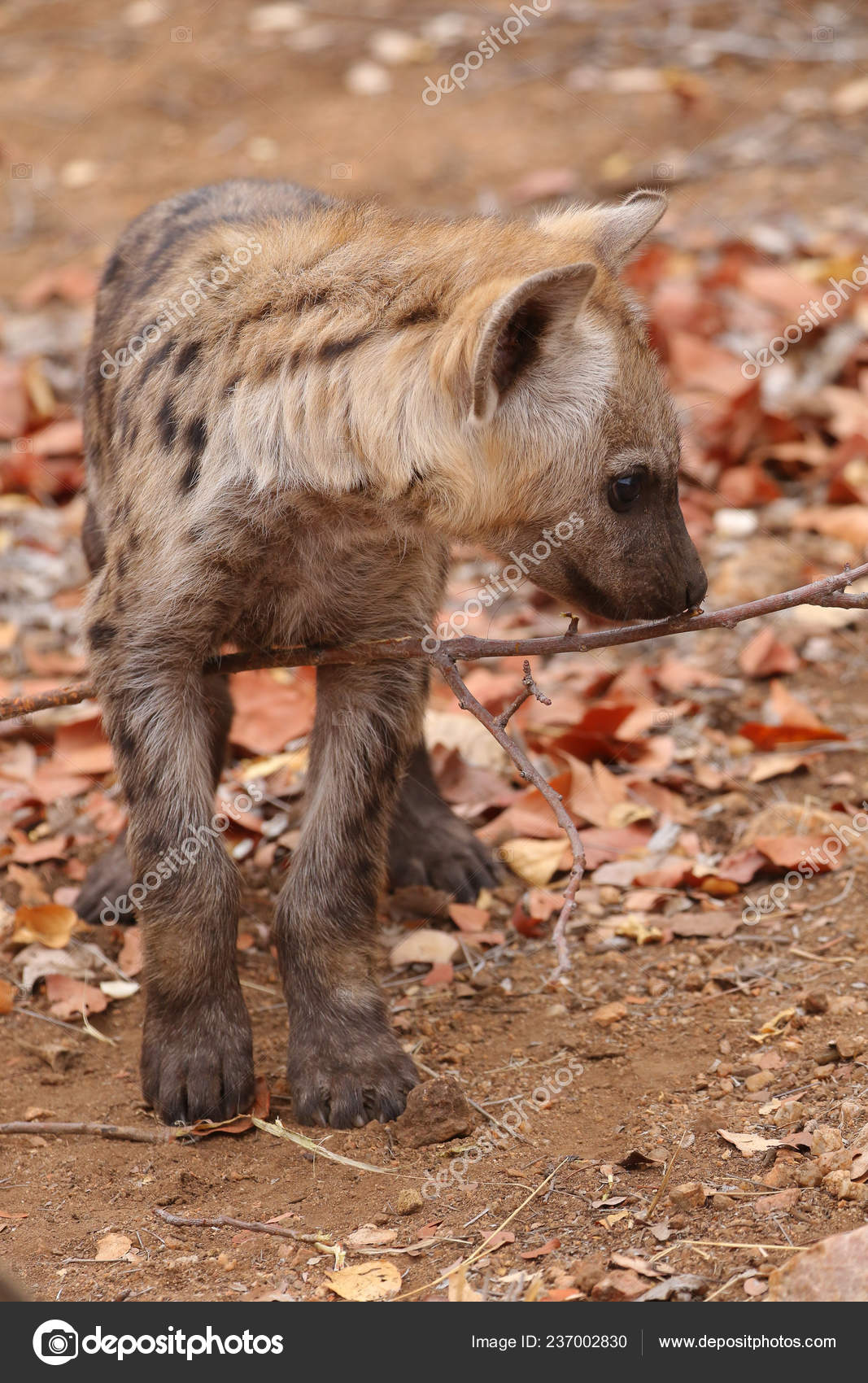 Cute Little Spotted Hyena Playing Dry Ground Kruger National Park ...