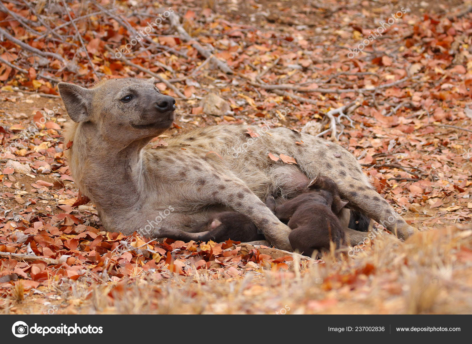 Cute Little Spotted Hyena Playing Dry Ground Kruger National Park ...