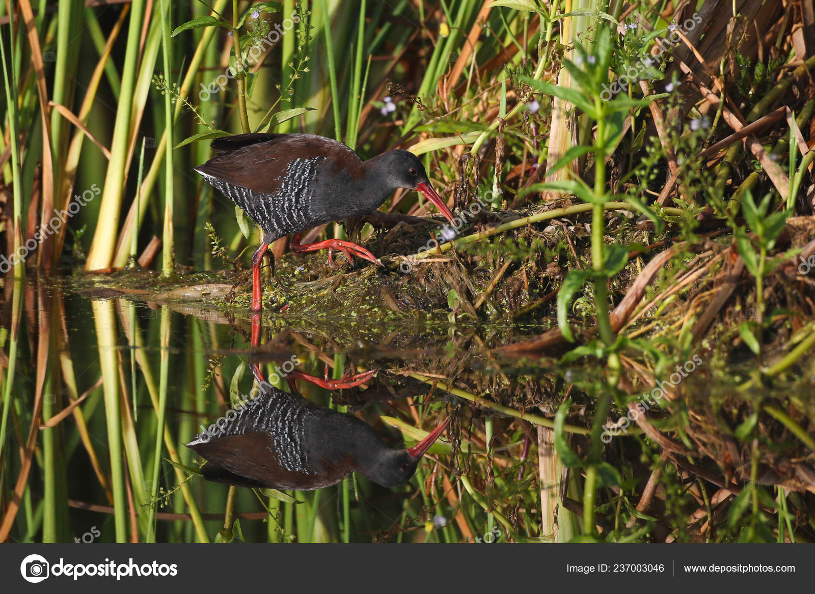 African Rail Bird Moving Shallow Dam Water South Africa — Stock Photo ...