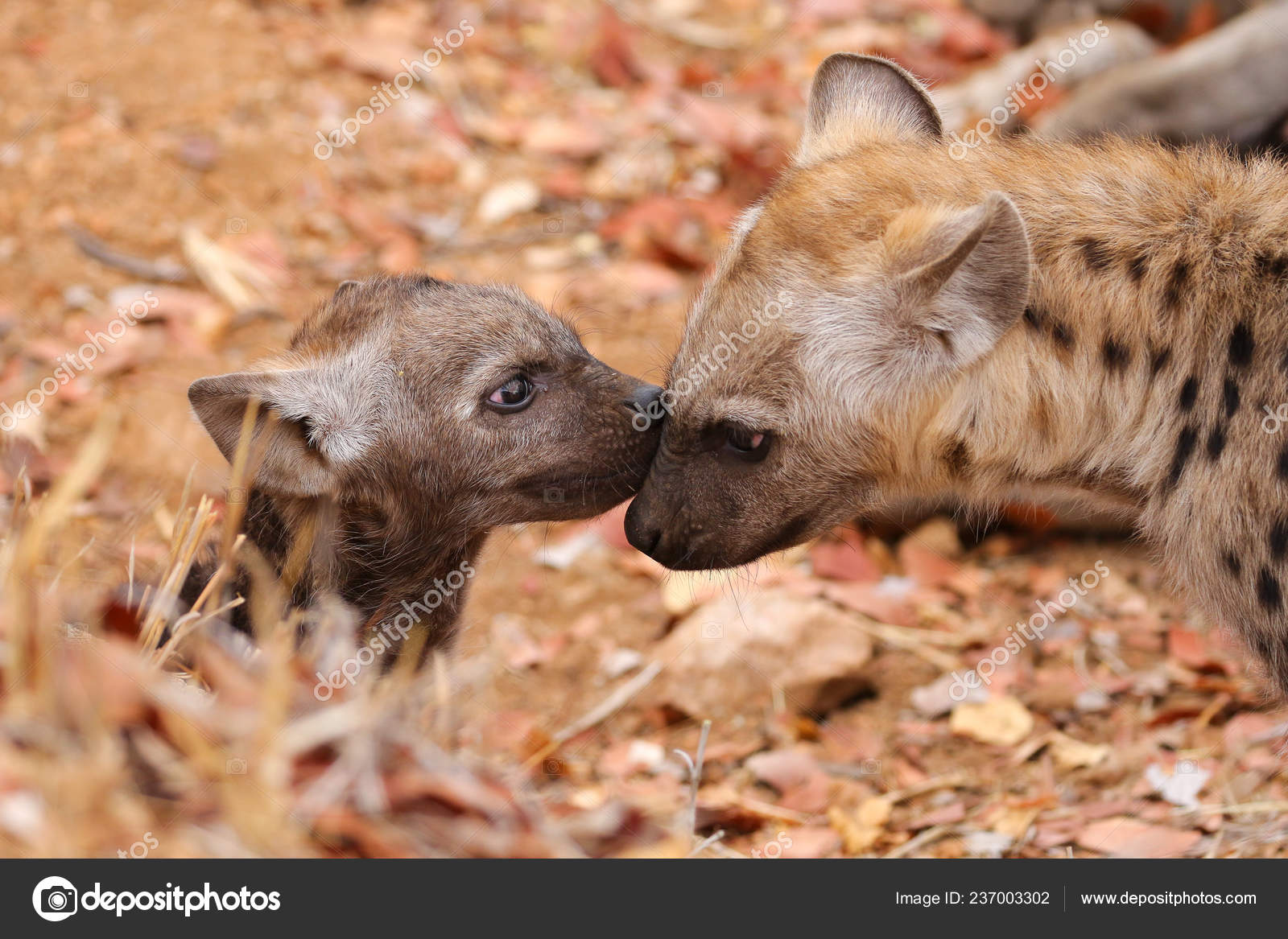 Cute Little Spotted Hyena Playing Dry Ground Kruger National Park ...