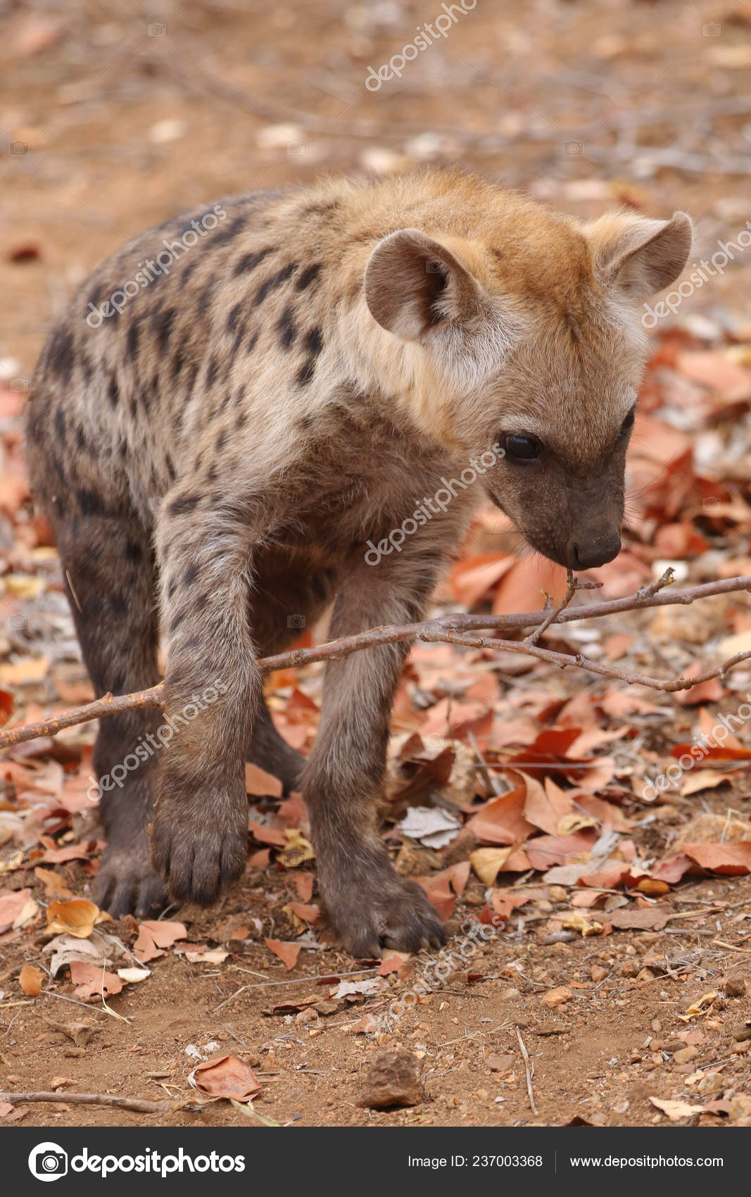 Cute Little Spotted Hyena Playing Dry Ground Kruger National Park ...