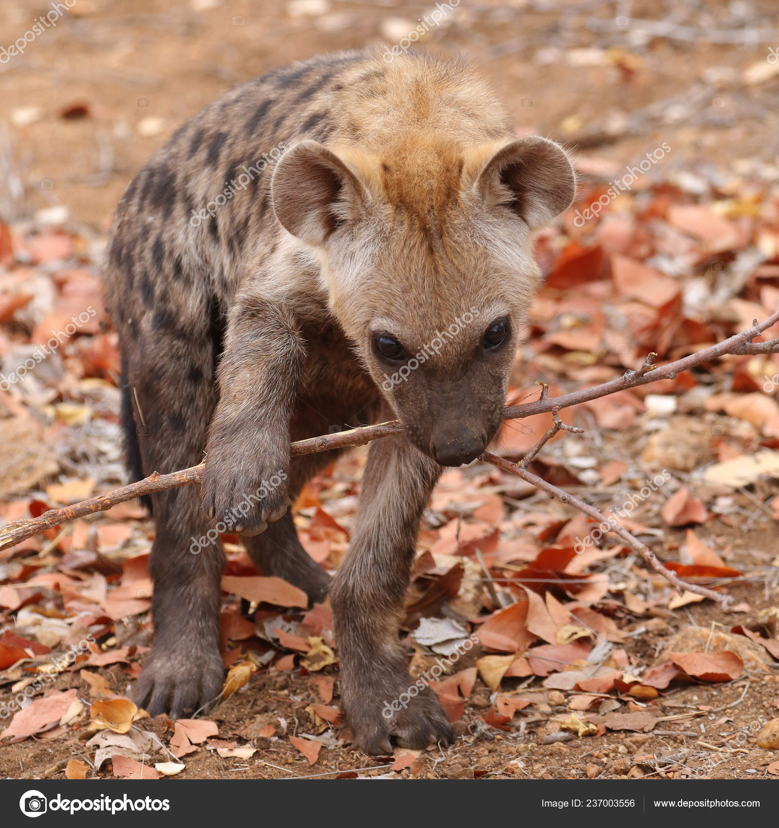 Cute Little Spotted Hyena Playing Dry Ground Kruger National Park ...