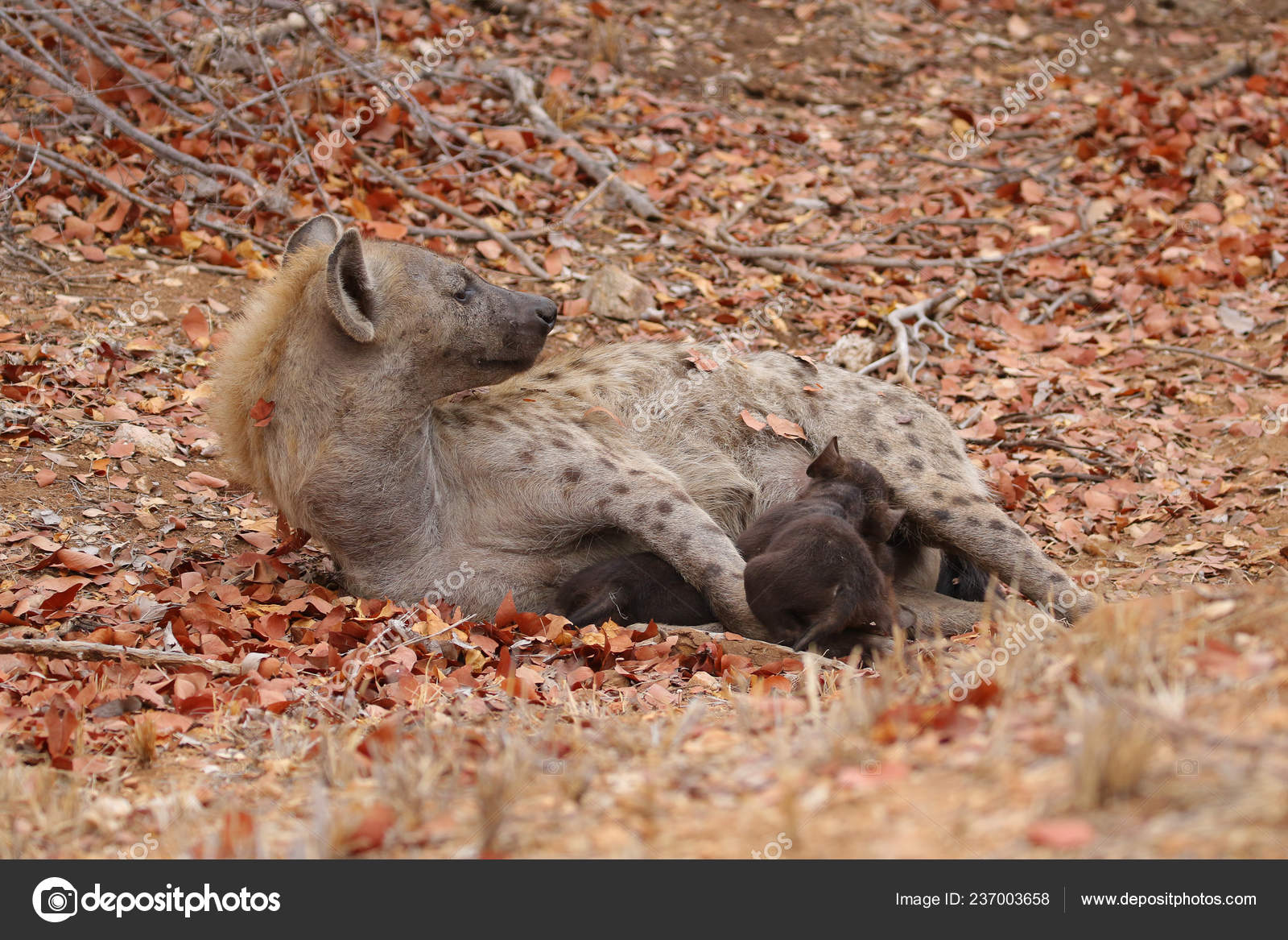 Cute Little Spotted Hyena Playing Dry Ground Kruger National Park ...