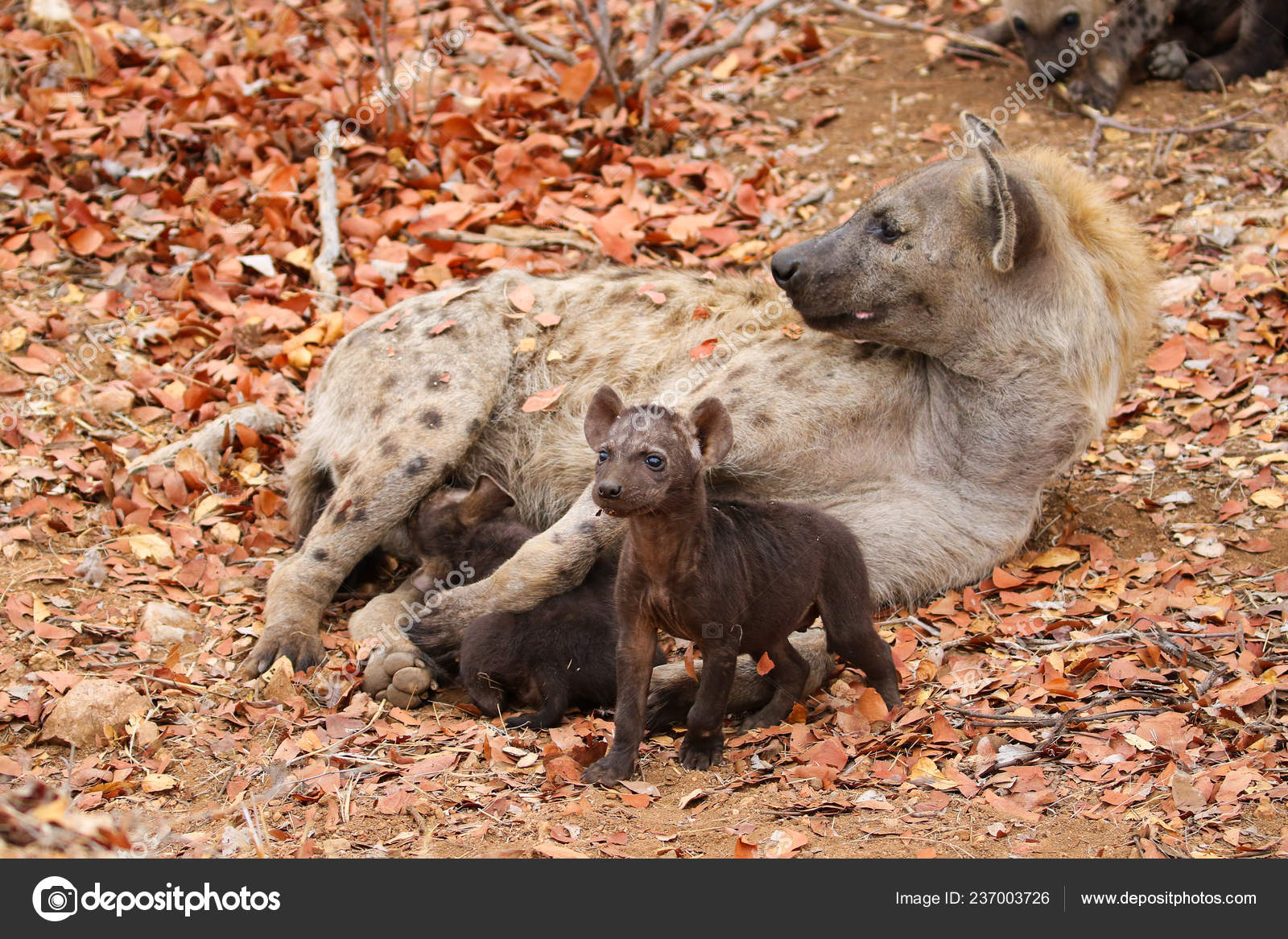 Cute Little Spotted Hyena Playing Dry Ground Kruger National Park ...