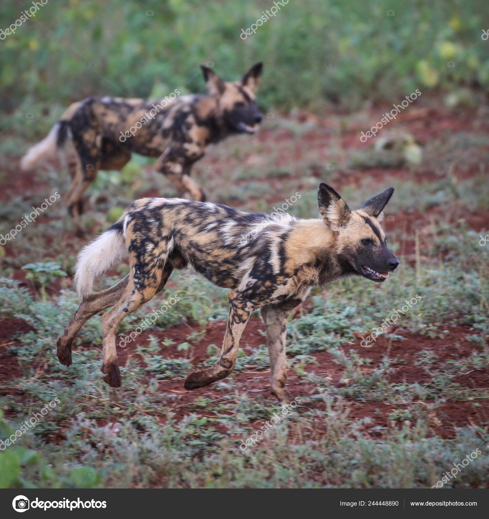 Black Jackal Dog