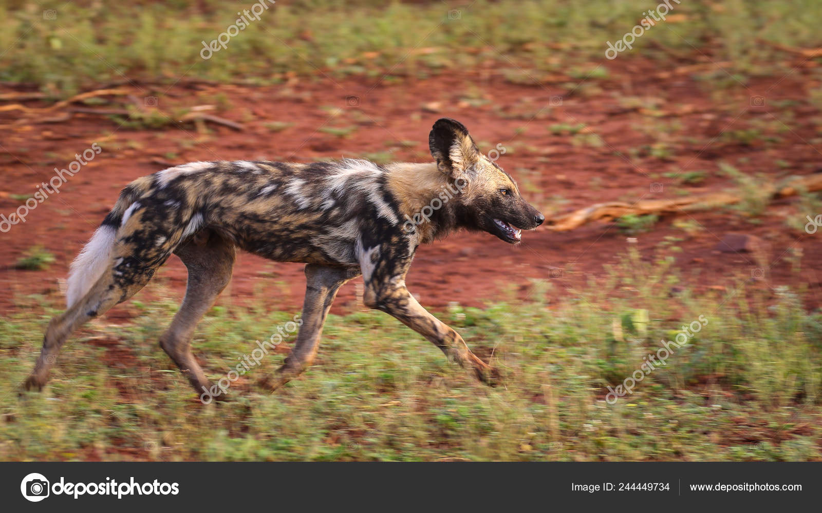Black Jackal Dog