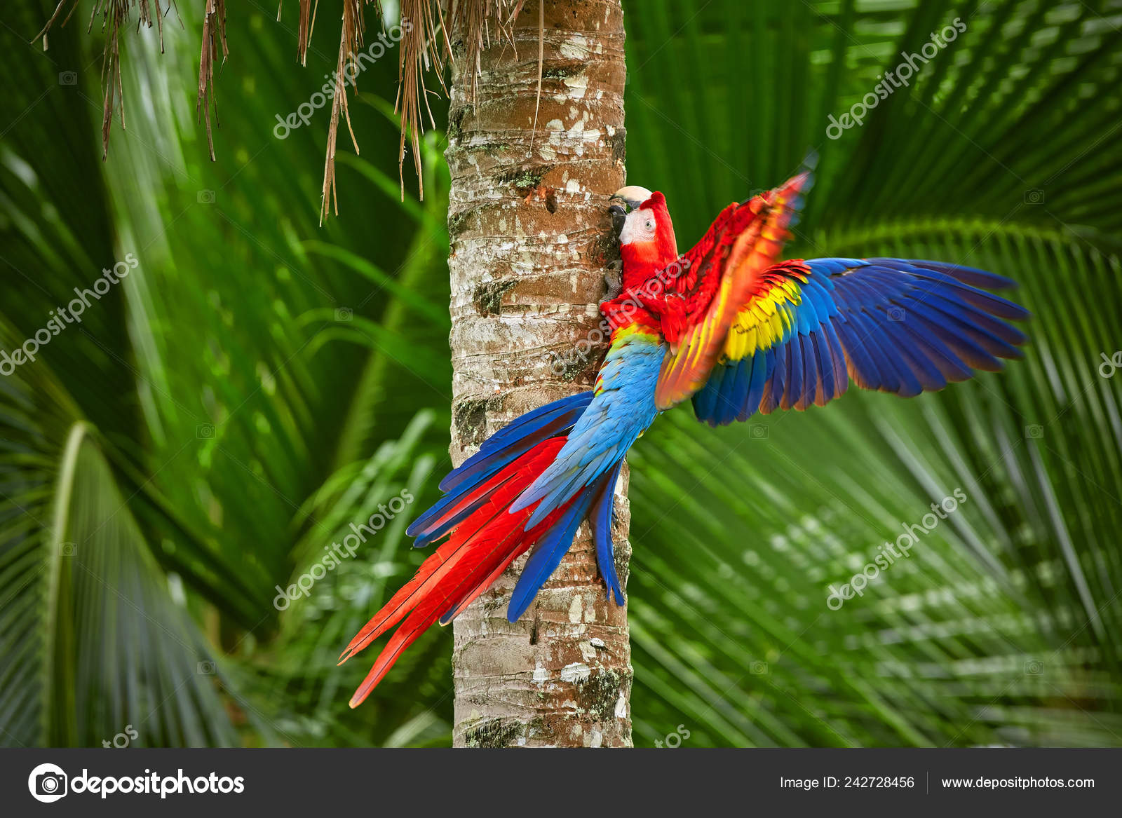Oiseau Perroquet Rouge