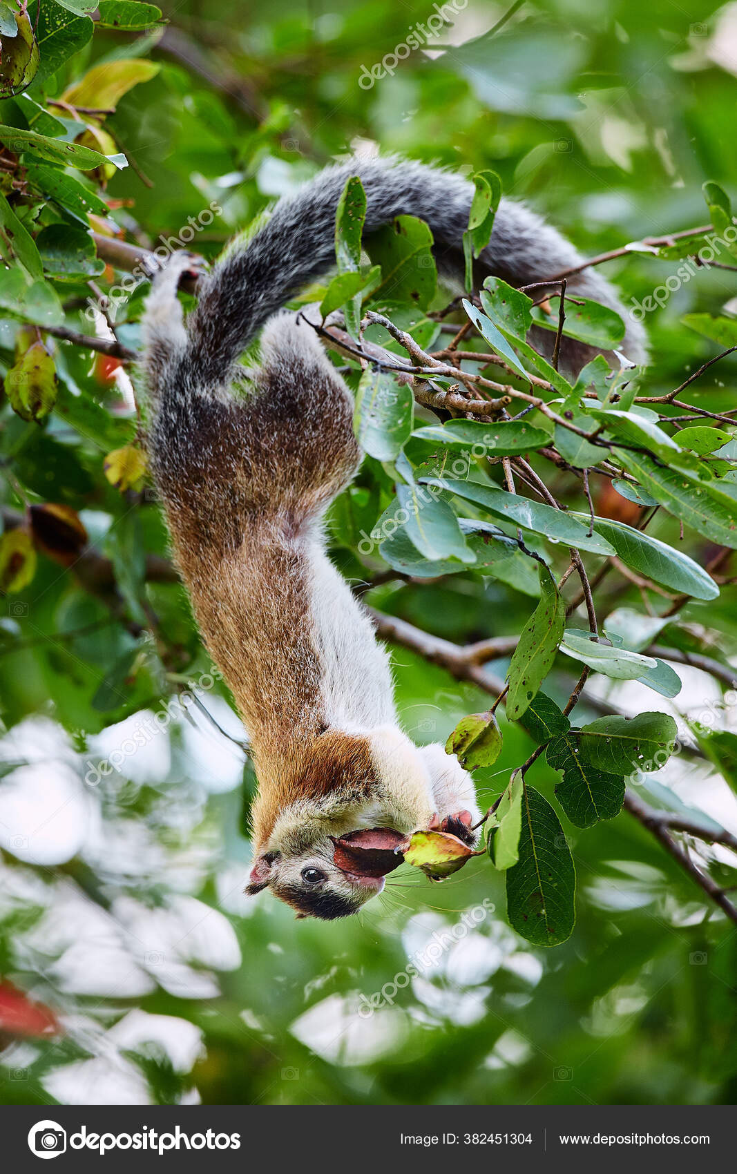 Grizzled Giant Squirrel