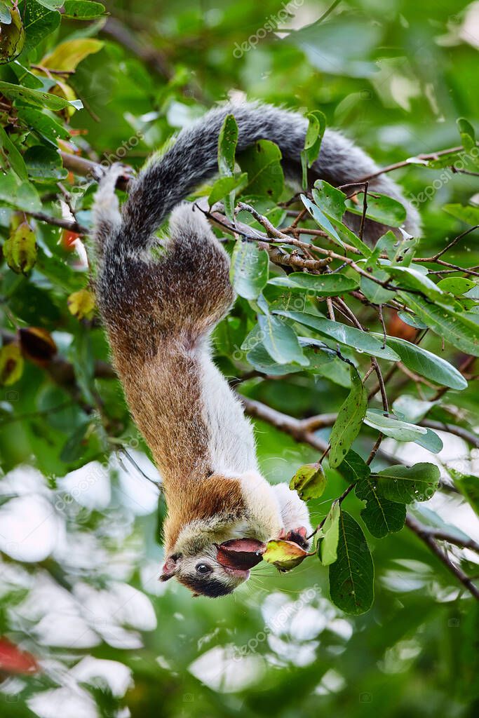 Una ardilla grande de Sri Lanka colgaba de un árbol y se alimentaba ...