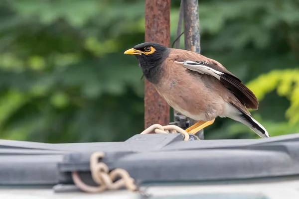Indian myna Stock Photos, Royalty Free Indian myna Images | Depositphotos