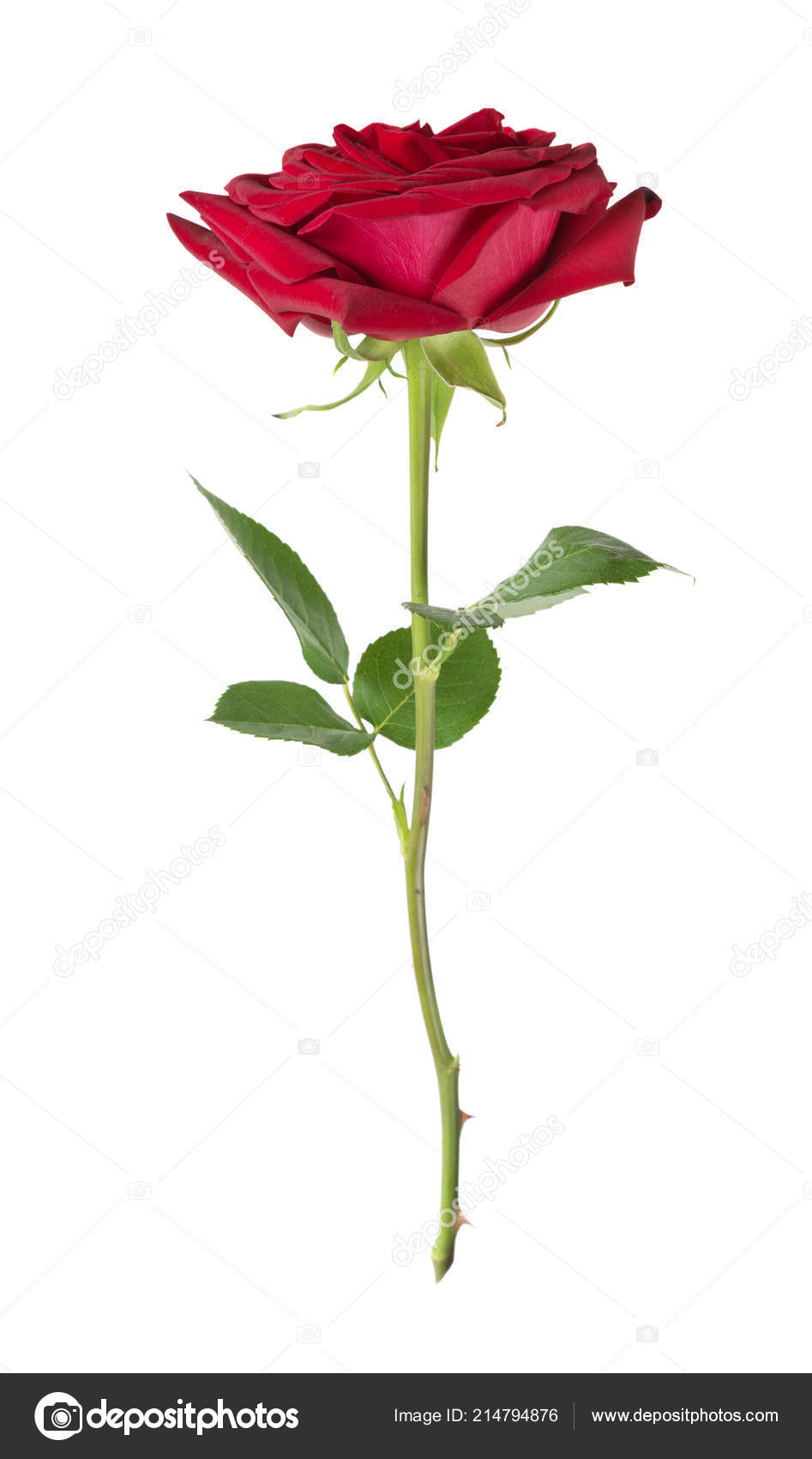 Single Dark Red Rose