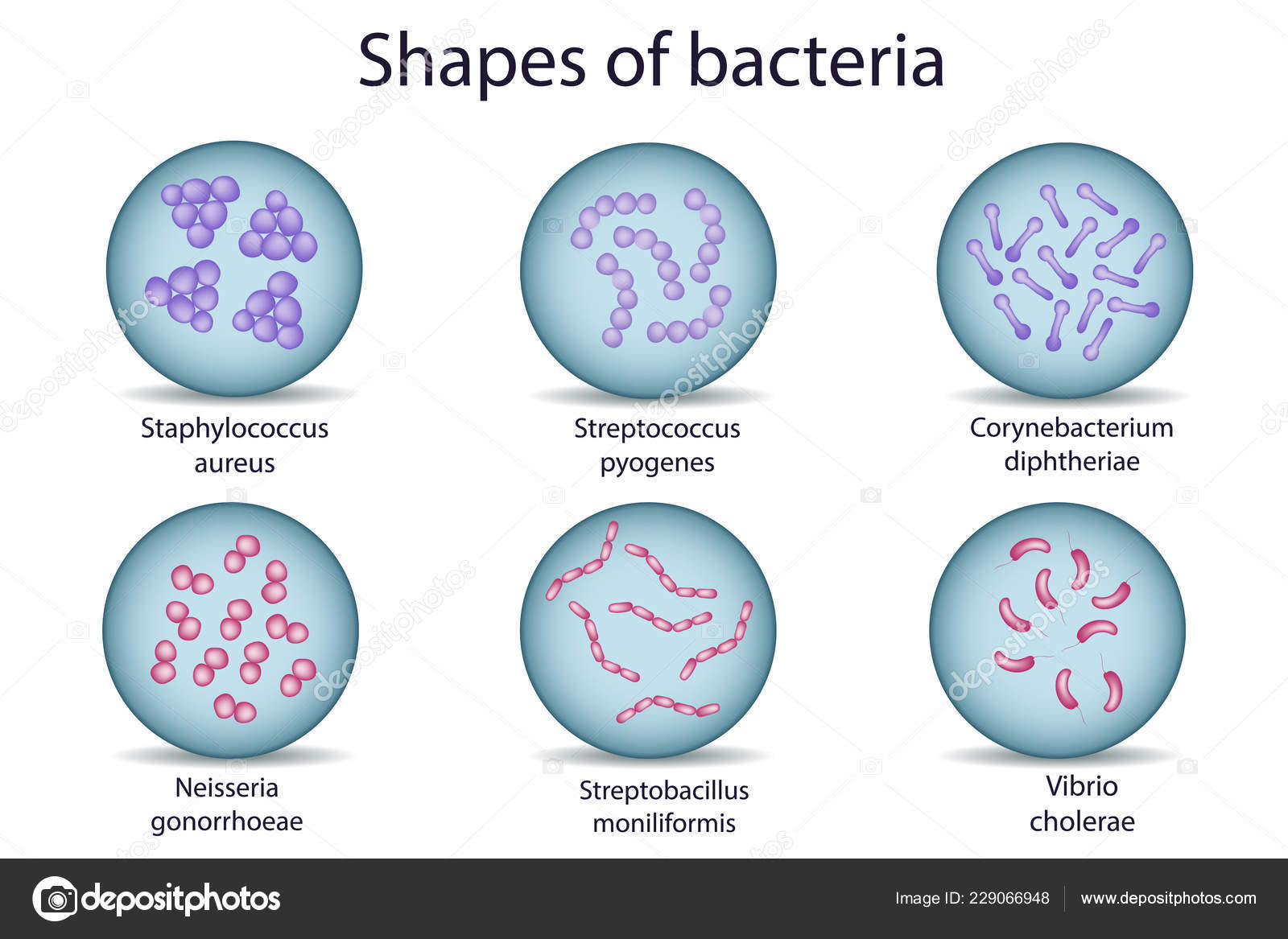 Bacteria shapes - firstqust
