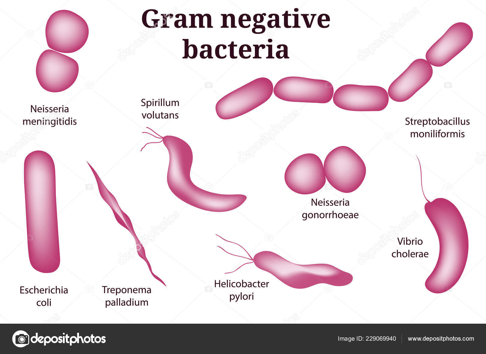 Arranjo De Bacterias