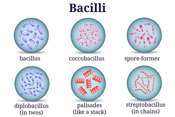 Gram positive and Gram negative bacteria. Coccus, bacillus, curved ...