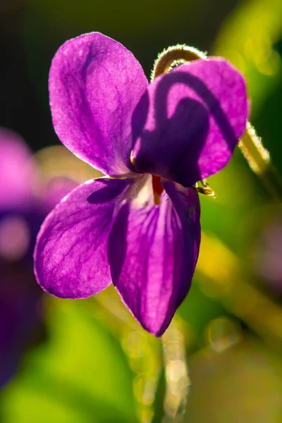 Common violets (Viola Odorata) flowers in bloom in the garden close up ...
