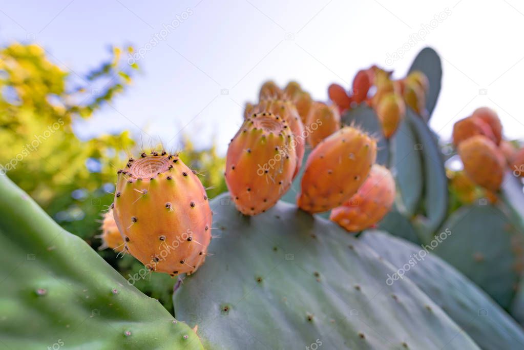 Ramas de cactus Sabra (Opuntia ficus-indica) con muchos frutos maduros ...