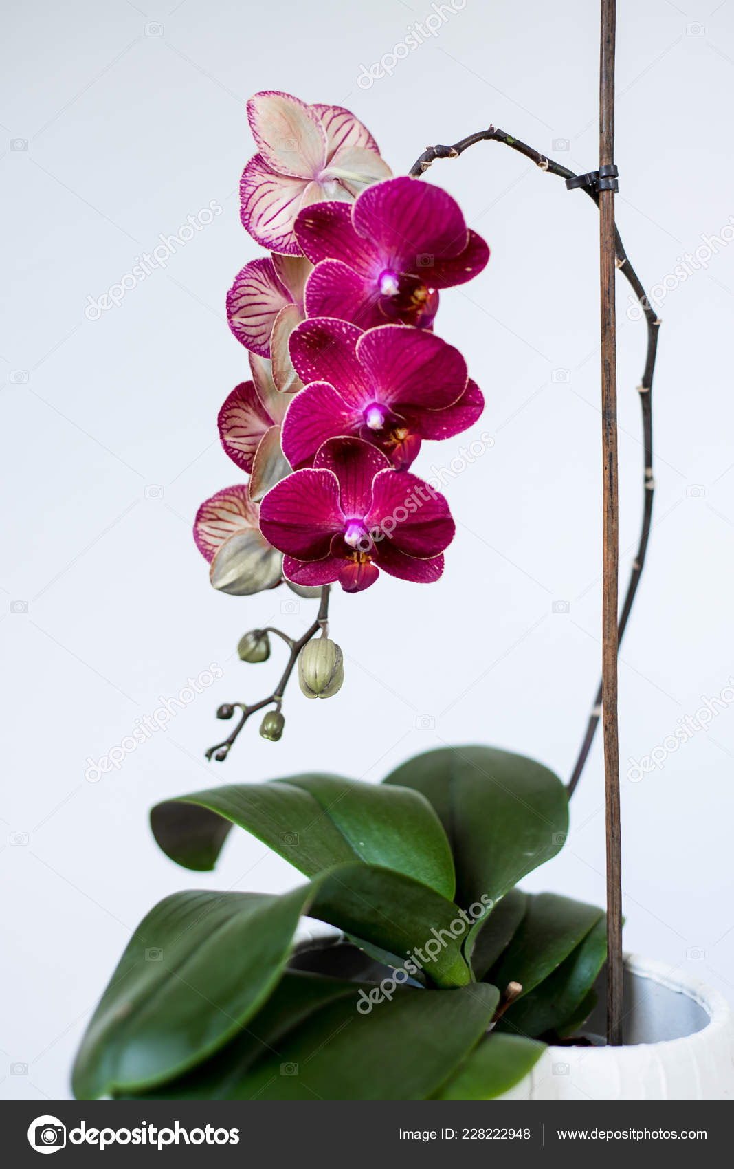 Beautiful Red Orchids