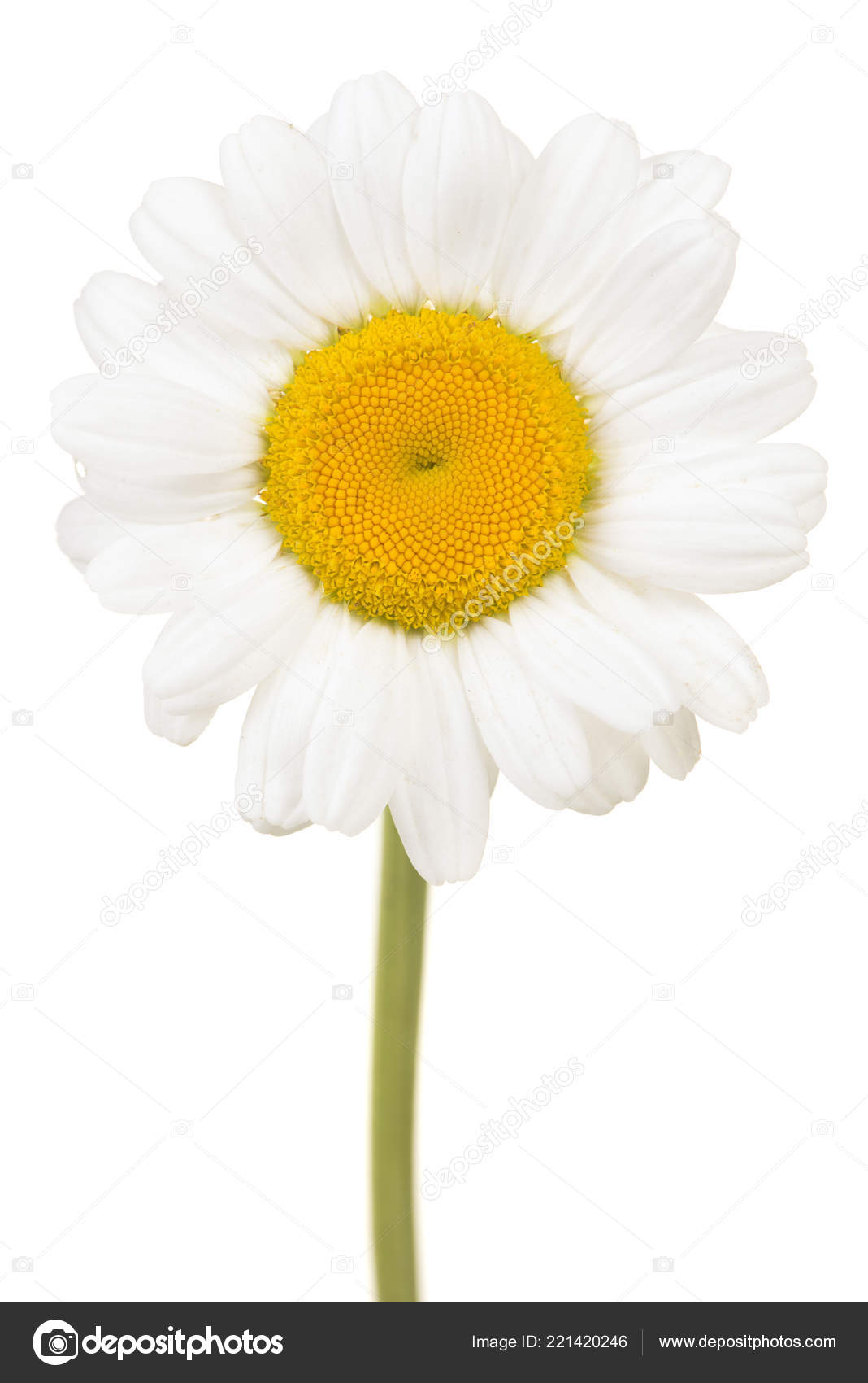Single Daisy Flower With Stem