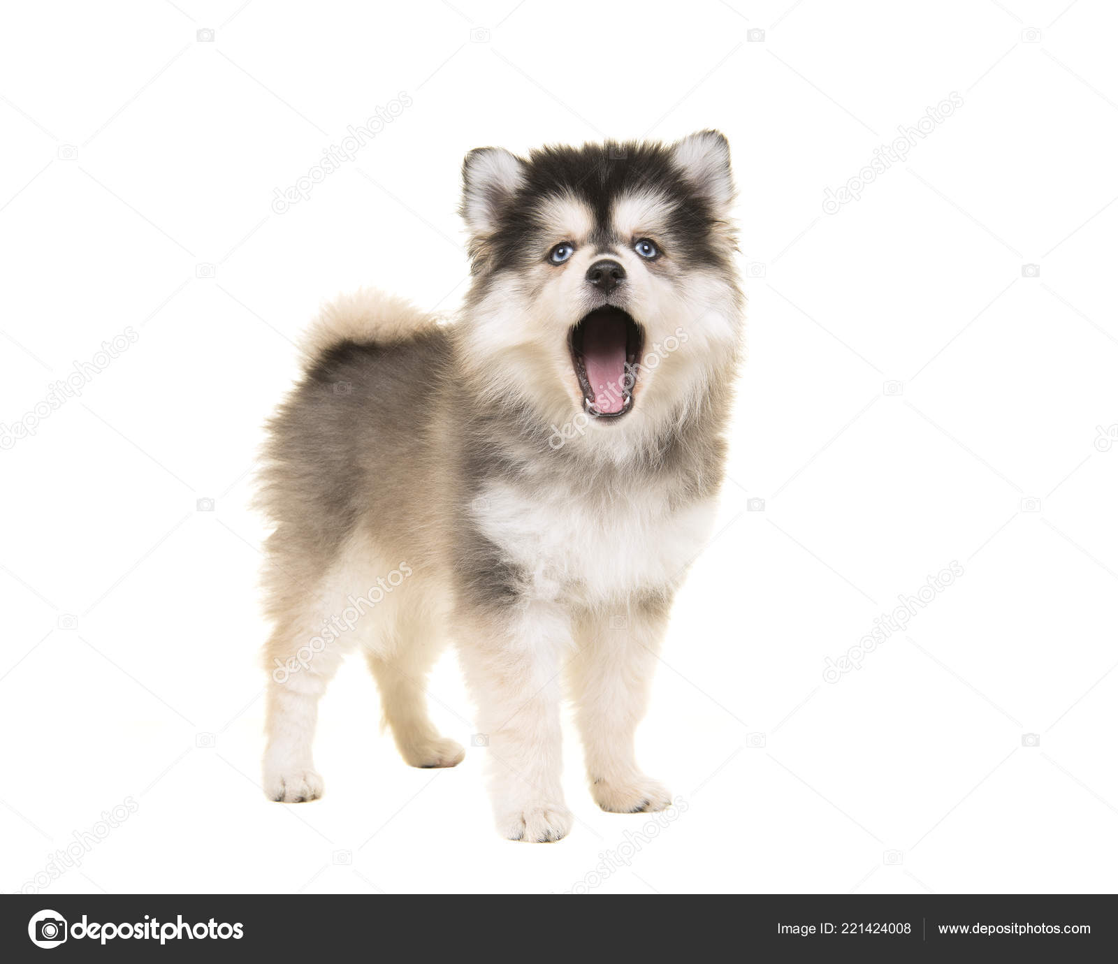 Are Poms Husky Dogs