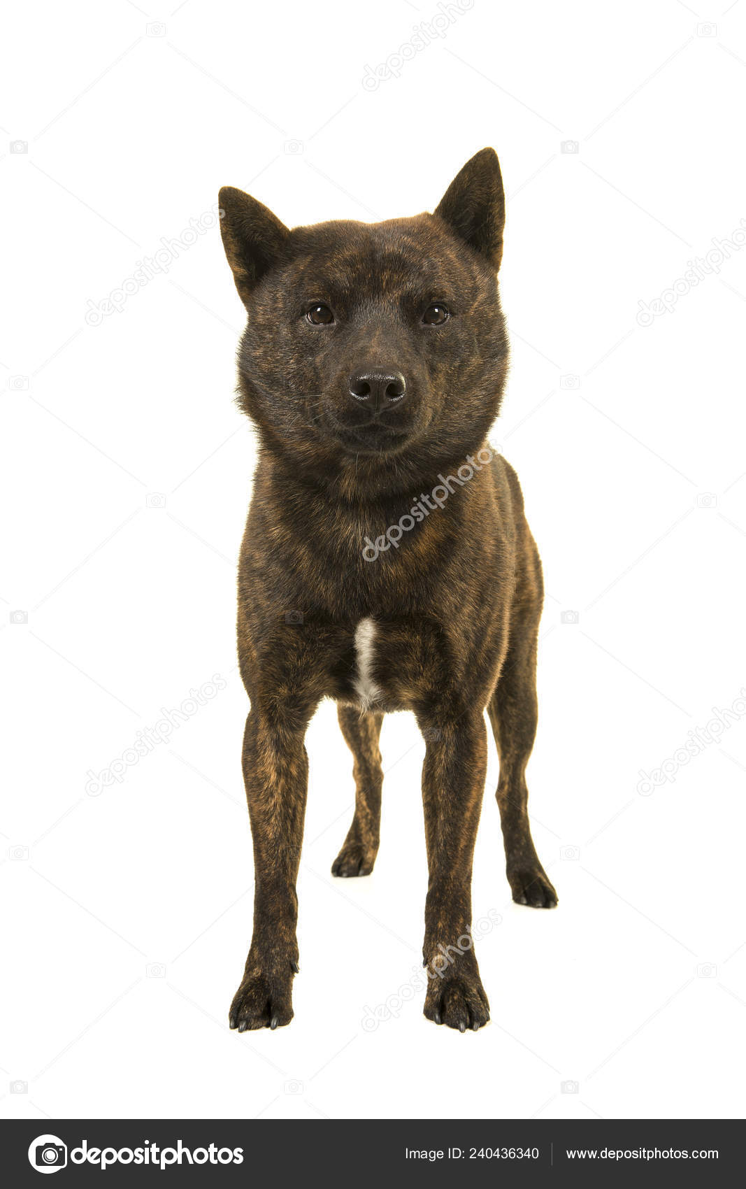 Macho Orgulloso Kai Ken Perro Nacional Japonesa Crianza Pie Aislado ...