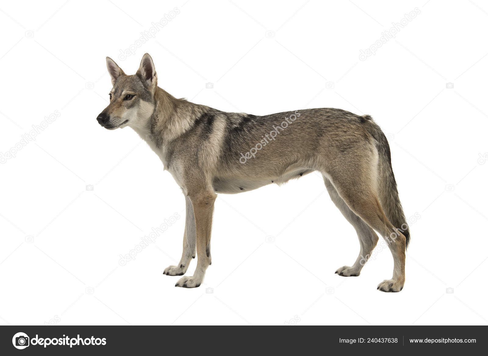 Tamaskan Wolfdog Puppies