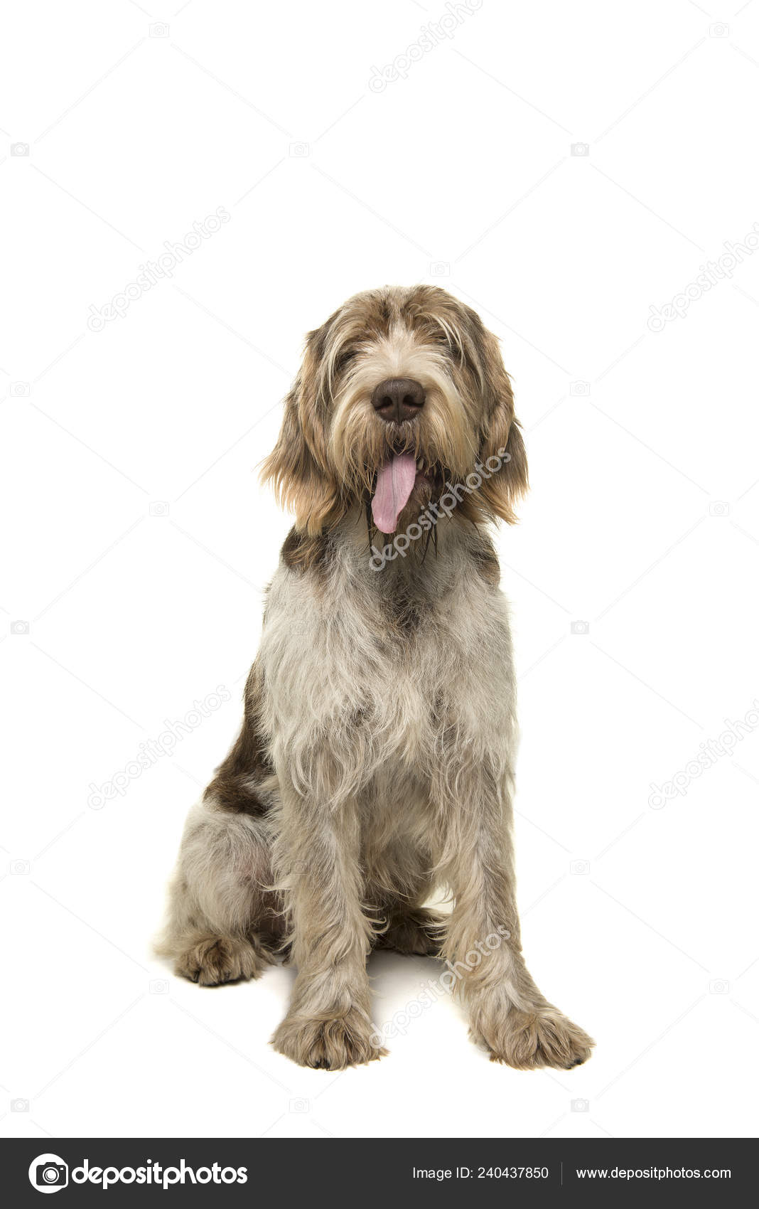 Sitting Spinone Italiano Dog Seen Front Looking Camera Isolated Its ...