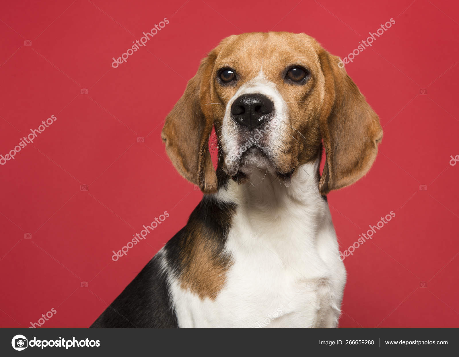 Red And White Beagle
