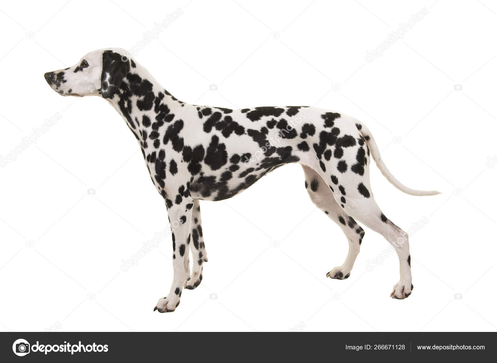 Side view of a standing dalmatian dog isolated on a white background ...