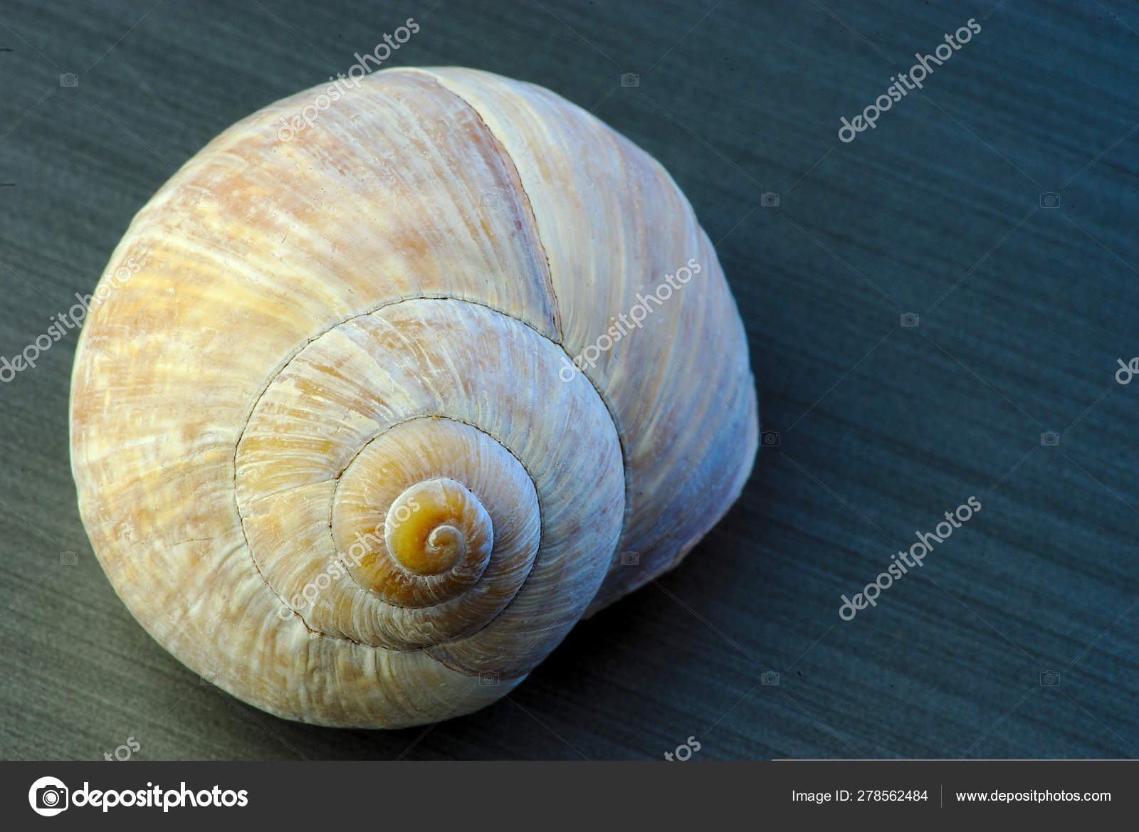 Convolutions Snail Shell Close Spiral — Stock Photo © Pix-Fred #278562484