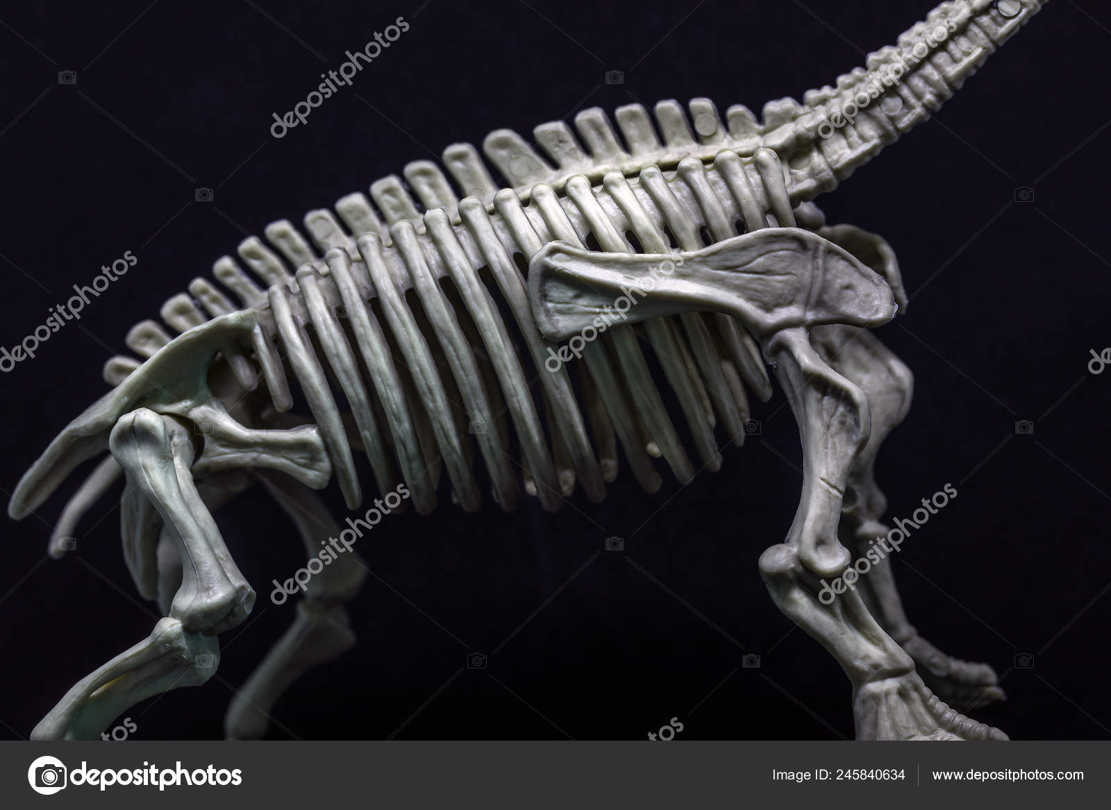Brontosaurus Dinosaur Skeleton Model Torso — Stock Photo © OpenFinalG ...