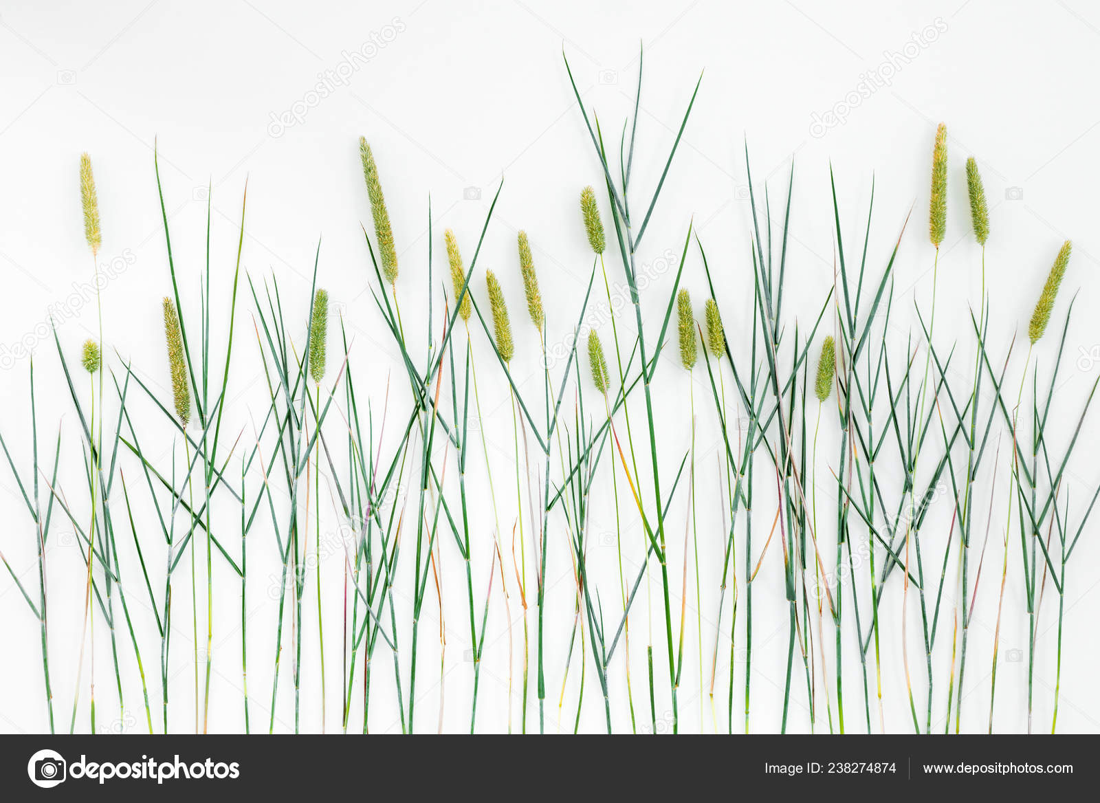 Timothy Grass Seed