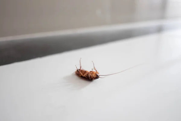 Dead cockroach on the floor Stock Photo by ©anankkml 144435805