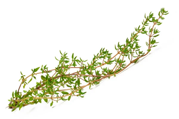 Thyme leaf structure Stock Photos, Royalty Free Thyme leaf structure ...