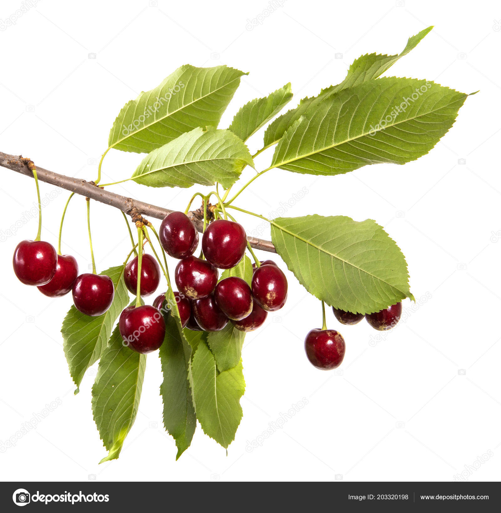 Dark Red Cherry Branch Green Leaves Isolated White Background Stock ...