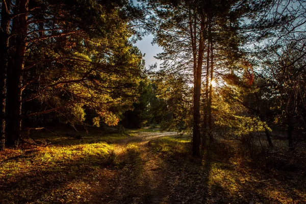 Chemin ensoleillé images libres de droit, photos de Chemin ensoleillé ...