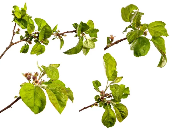 Pear Tree Branch Green Leaves White Background Set Collection Stock Photo by ©Toomler 408820010