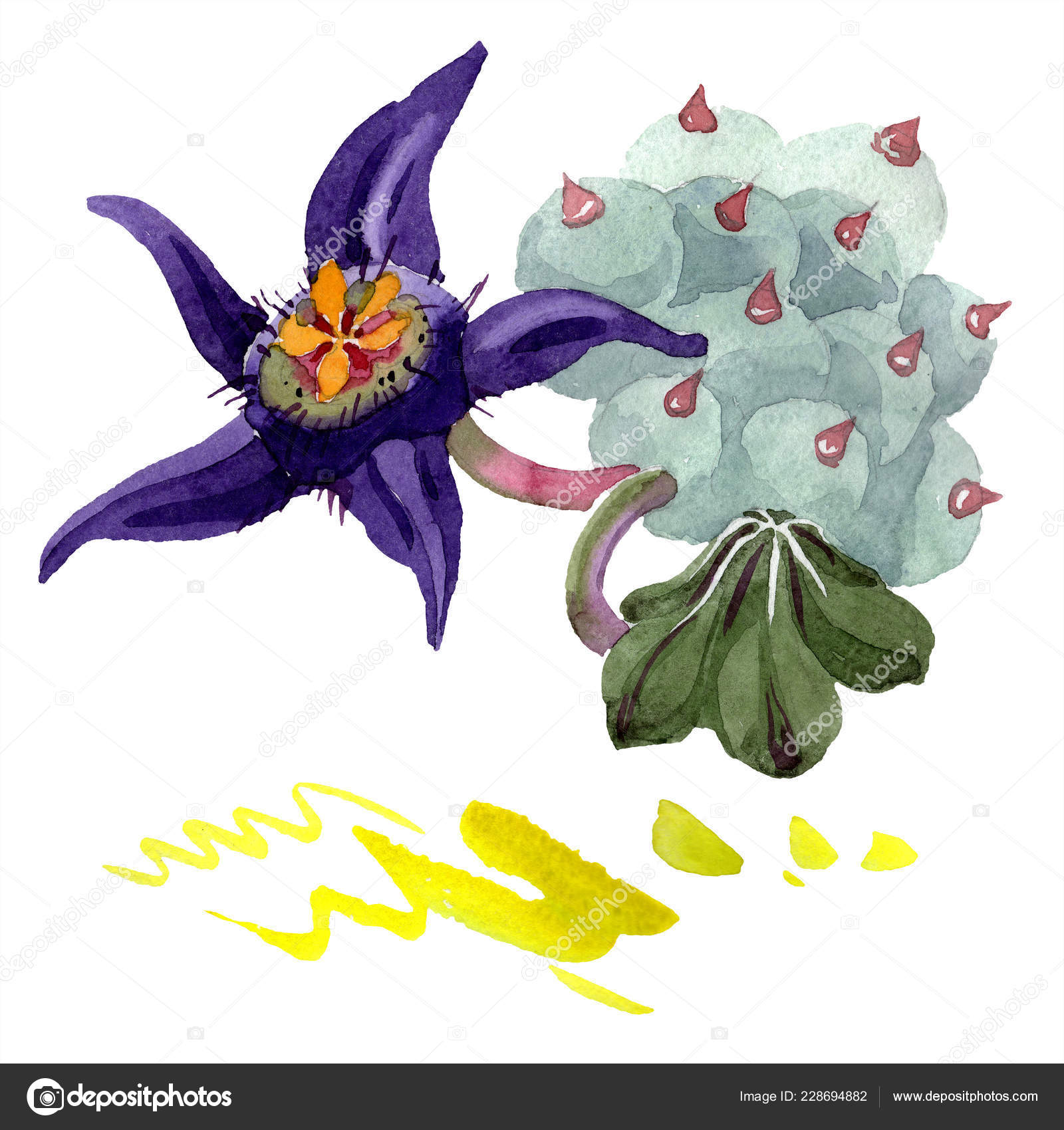 Duvalia Flower Isolated Duvalia Illustration Element Watercolor ...