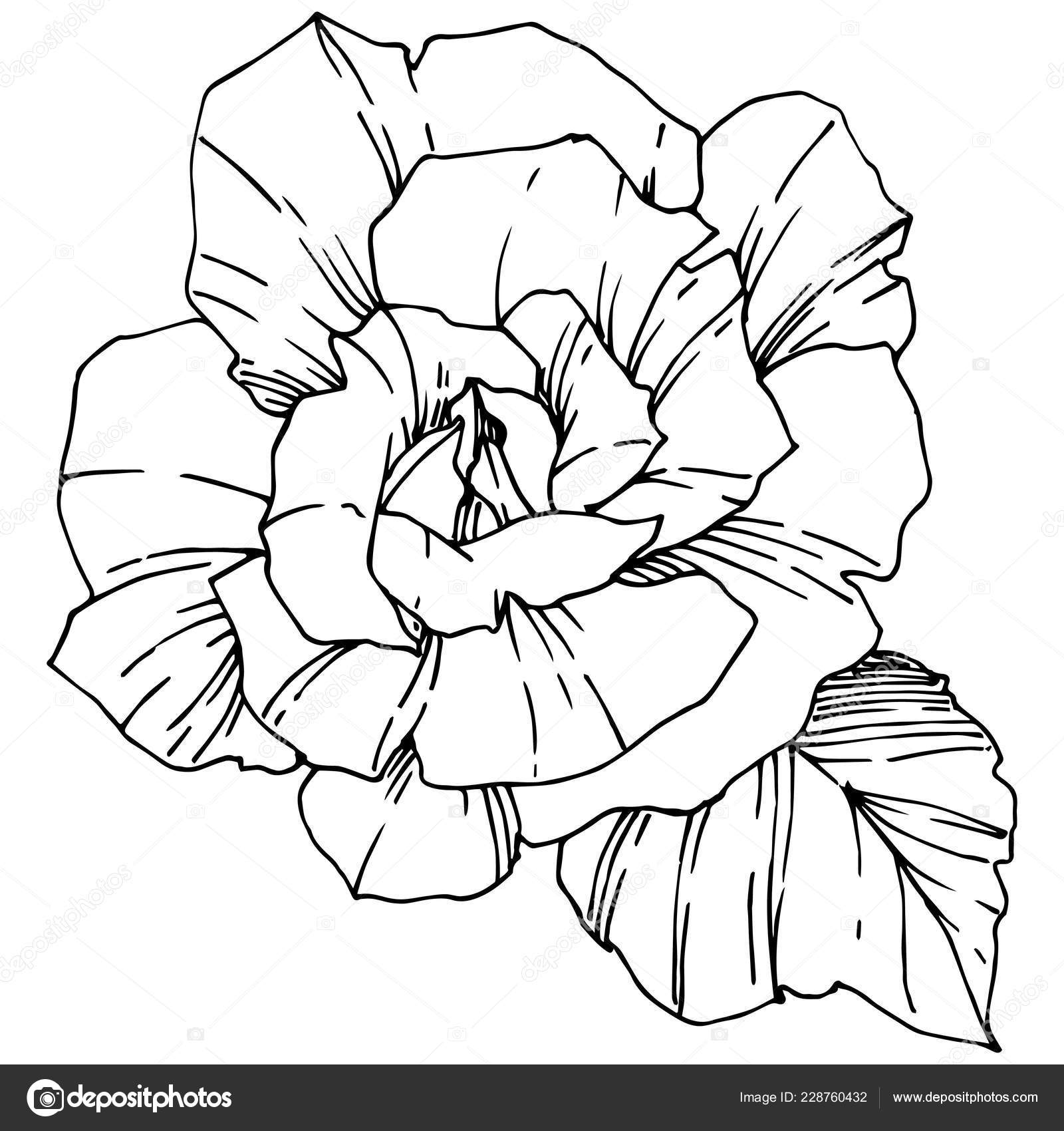 Vector Rose Floral Botanical Flower Engraved Ink Art Isolated Rose ...