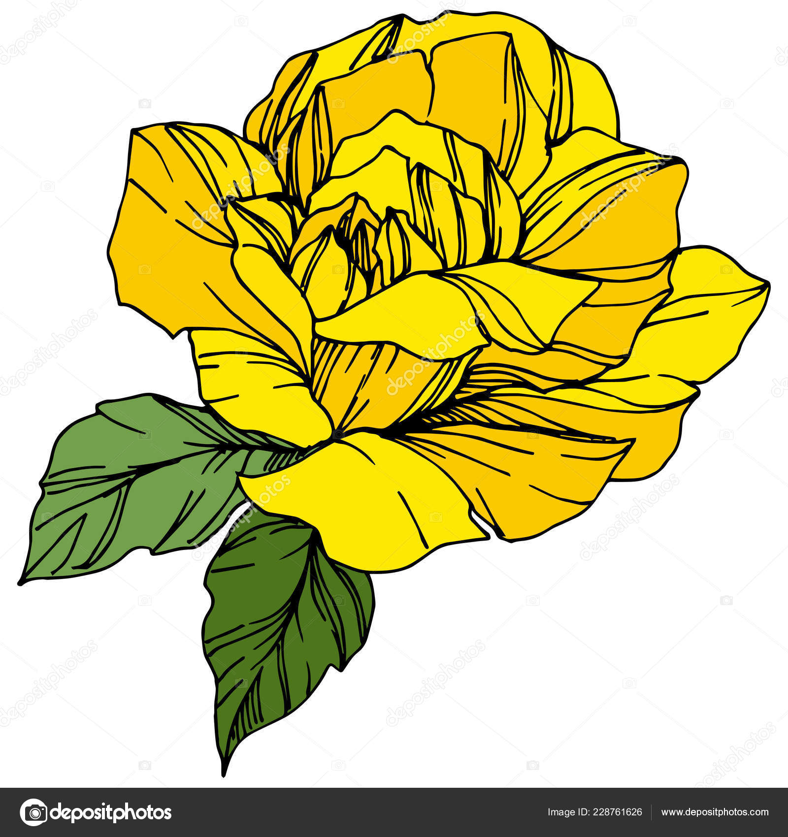 Vector Rose Floral Botanical Flower Engraved Ink Art Isolated Rose ...