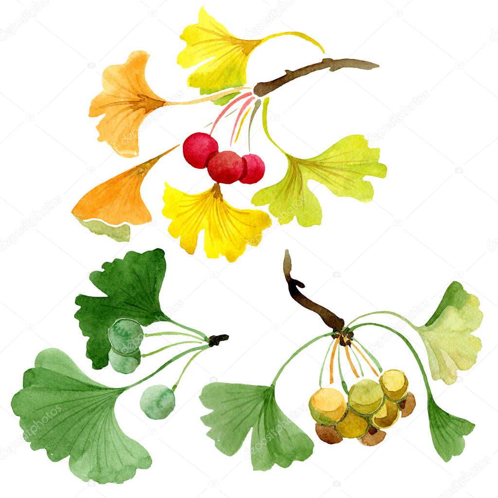 Ginkgo biloba verde con hojas aisladas en blanco. Acuarela ginkgo ...