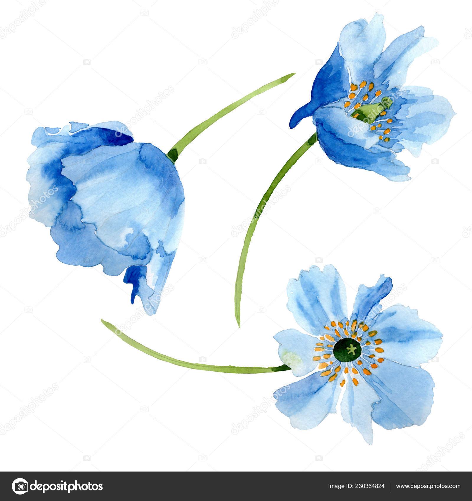 Beautiful Blue Poppy Flowers Isolated White Watercolor Background ...