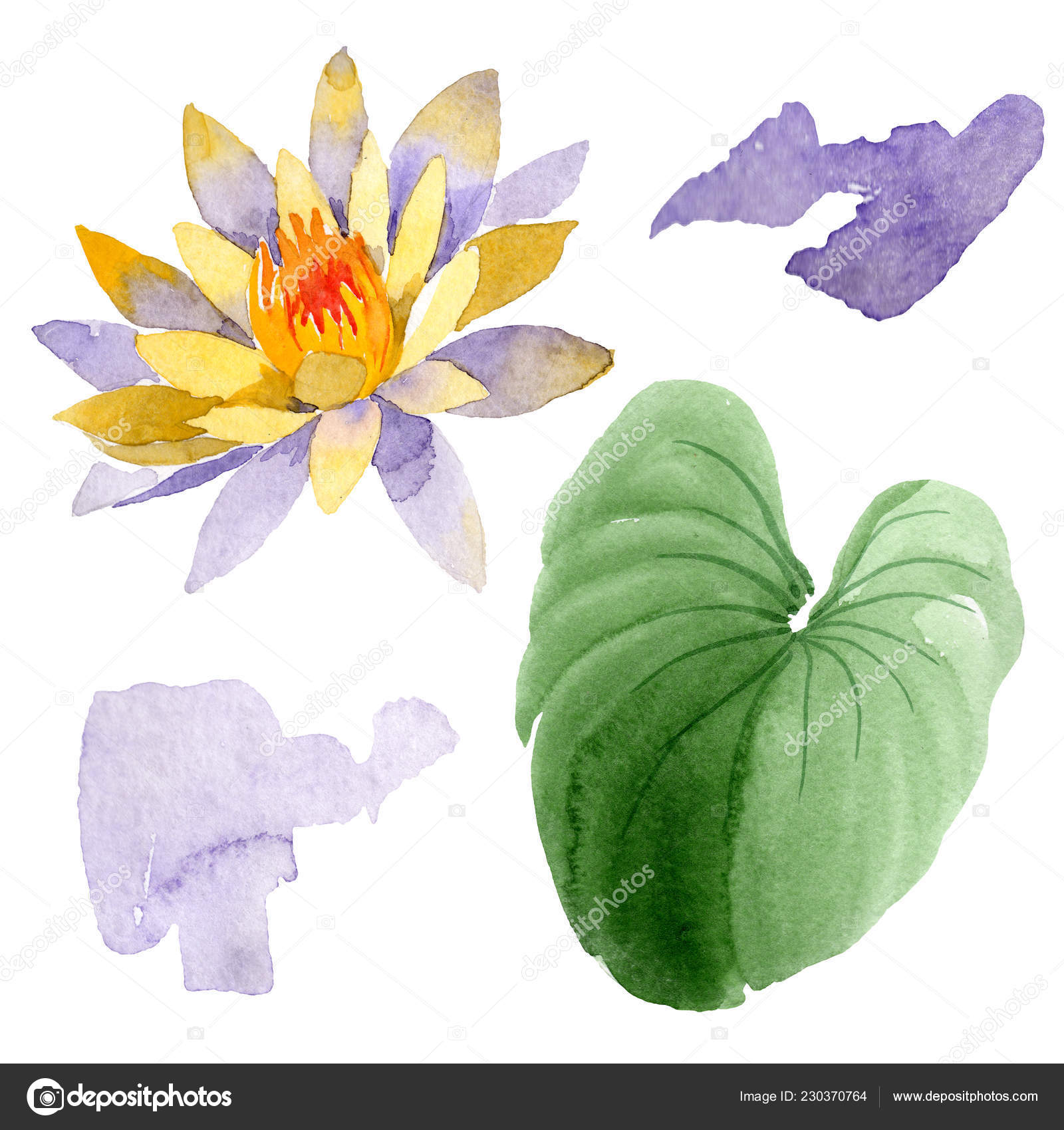Yellow Lotus Flower Isolated White Watercolor Background Illustration ...