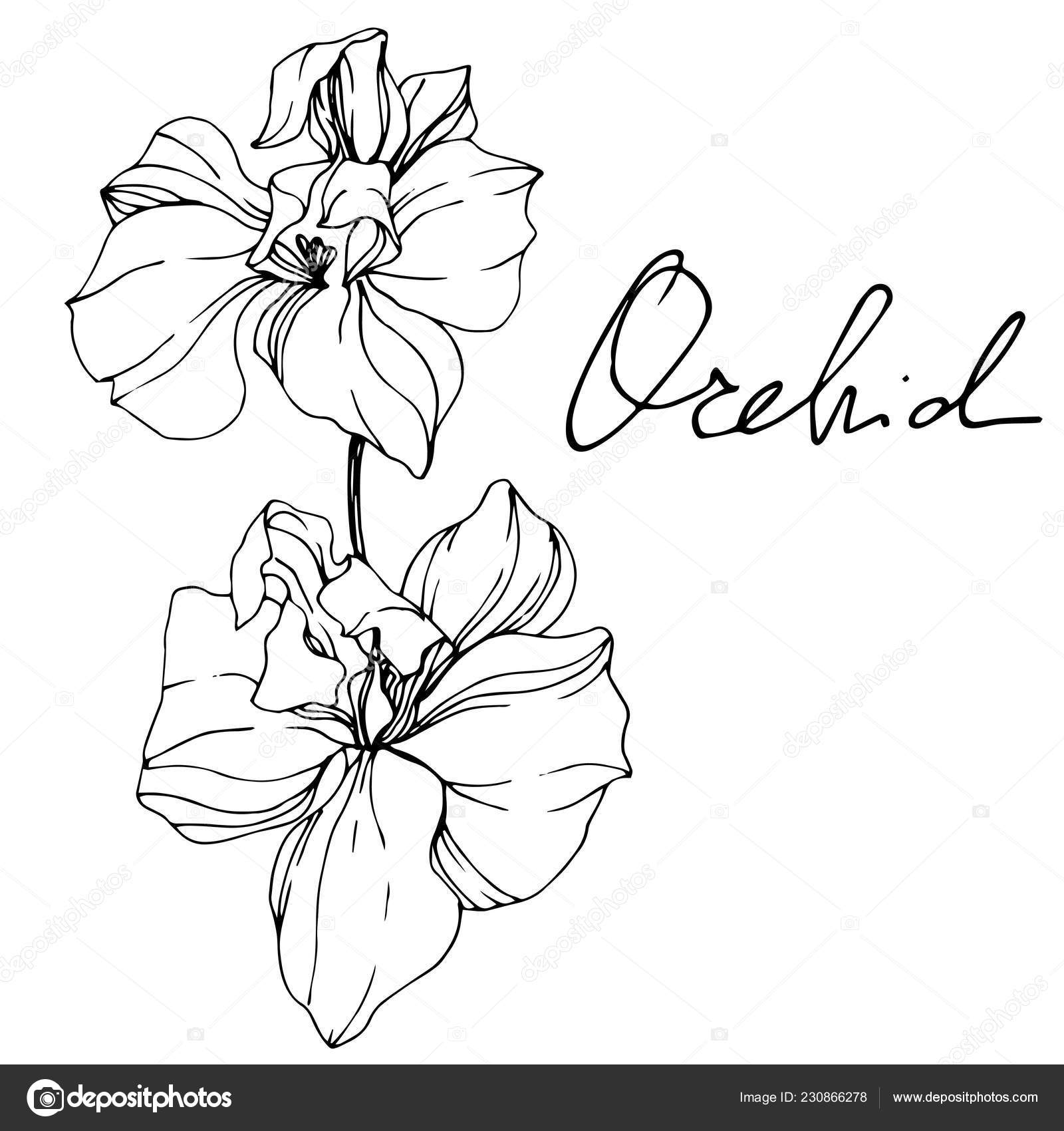 Beautiful Black White Orchid Flowers Engraved Ink Art Isolated Orchids ...