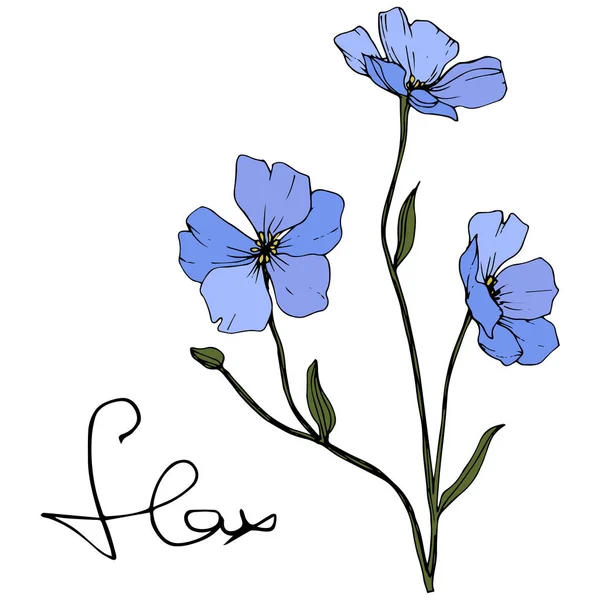 Vector Blue Flax Spring Wildflowers Isolated White Engraved Ink Art ...