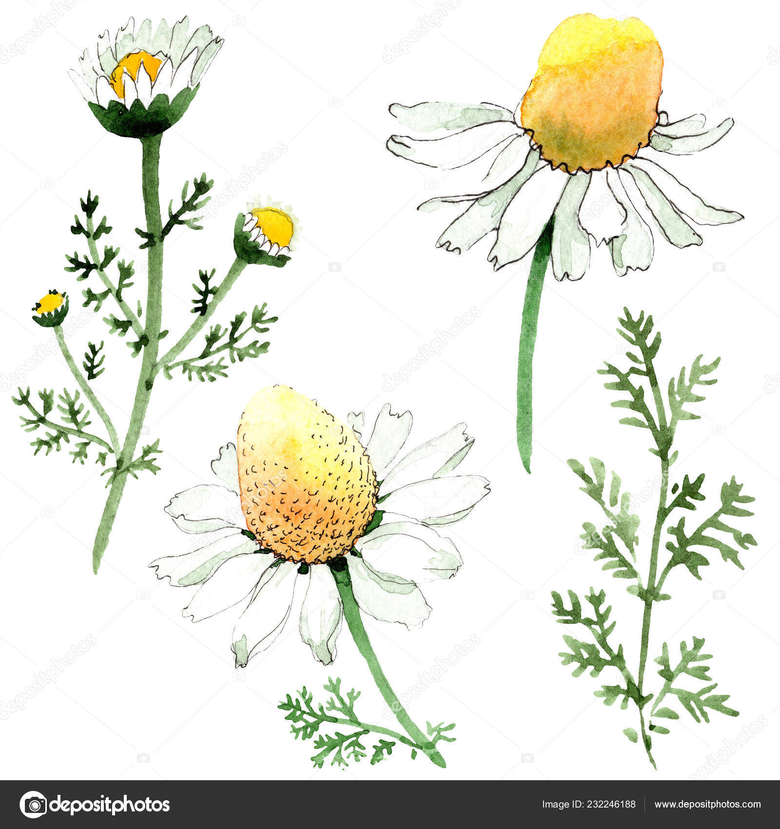 Chamomile Leaves
