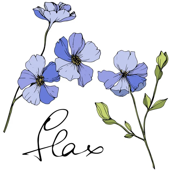 Vector Blue Flax Spring Wildflowers Isolated White Engraved Ink Art ...