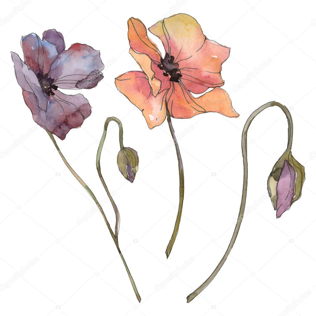 Flor bot nica floral de amapola roja y p rpura. Hoja de primavera salvaje aislada. Conjunto de ...