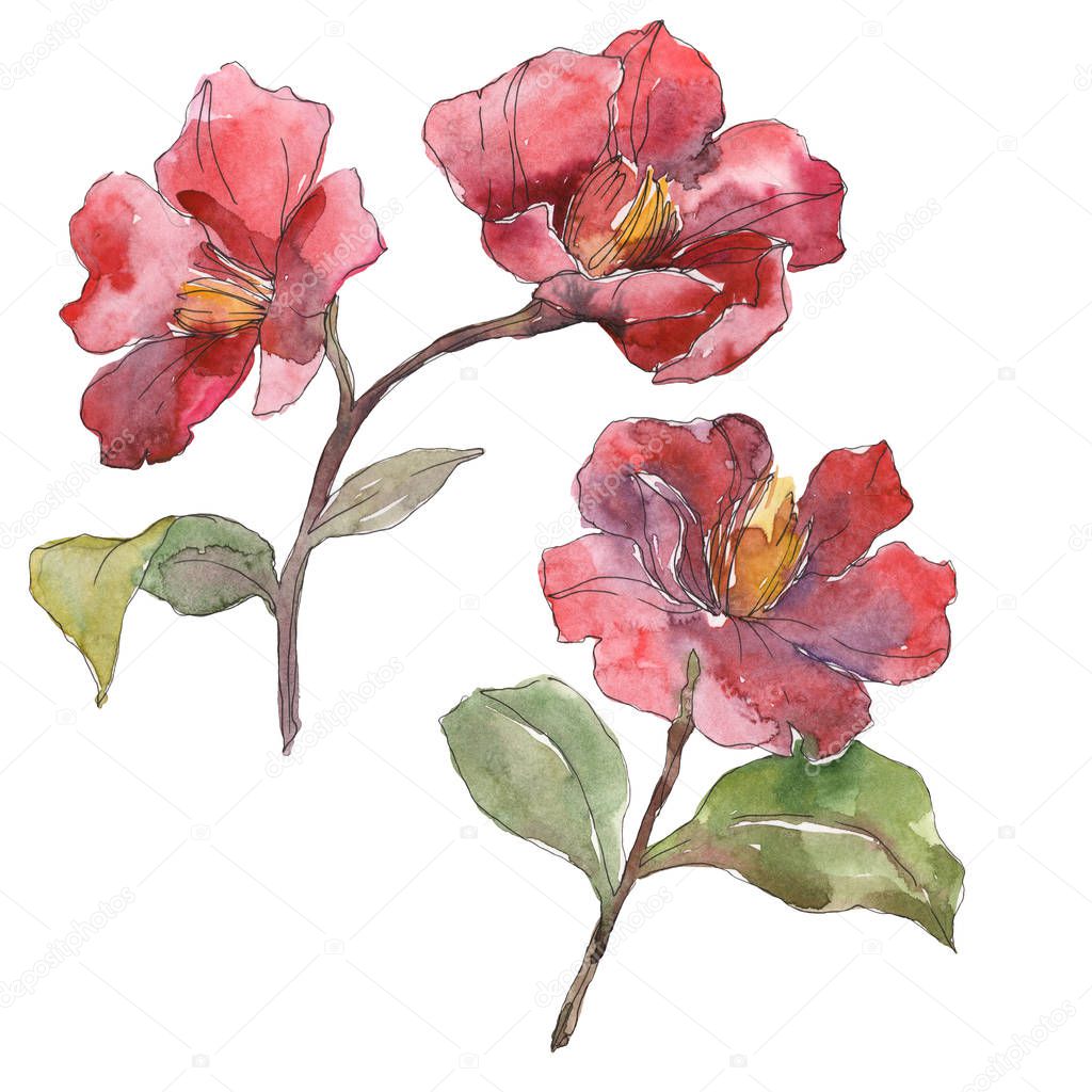 Peonías rojas aisladas sobre fondo de acuarela blanca set de ...