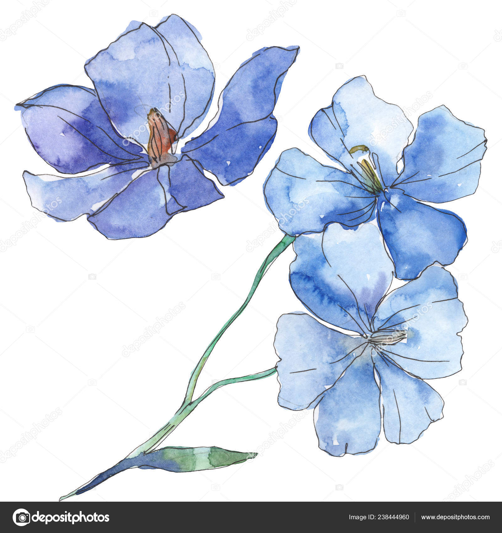 Lin Bleu Violet Fleur Botanique Florale Feuille Sauvage Printemps Fleur ...