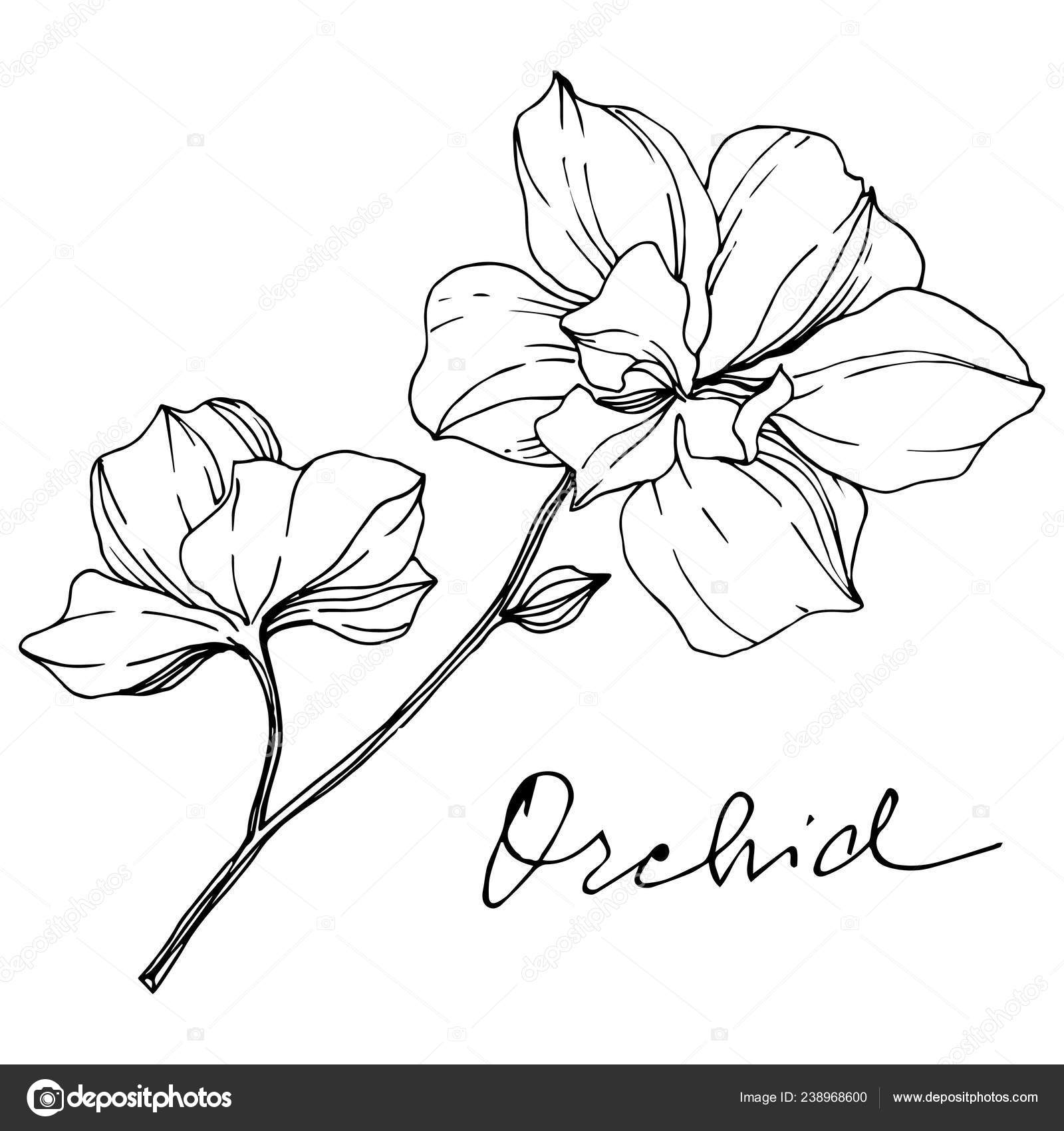 Vector Monochrome Orchids Orchid Lettering Isolated White Engraved Ink ...